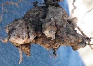 Club Root | Sussex Tree | Plant Health Diagnostics