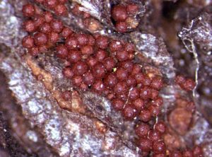 Nectria Canker | Sussex Tree | Plant Health Diagnostics