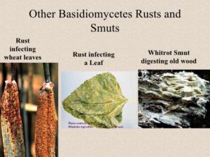 Smuts | Sussex Tree | Plant Health Diagnostics