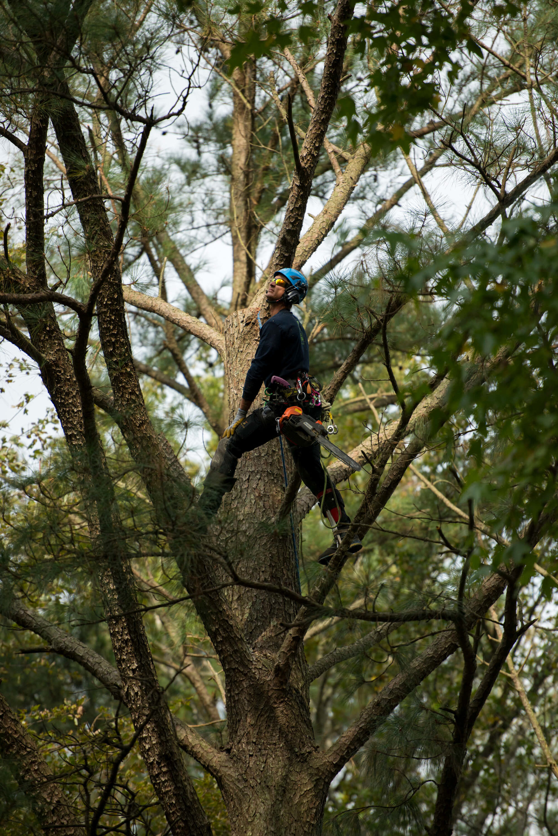 Why You Should Hire a Certified Arborist | Sussex Tree, Inc.