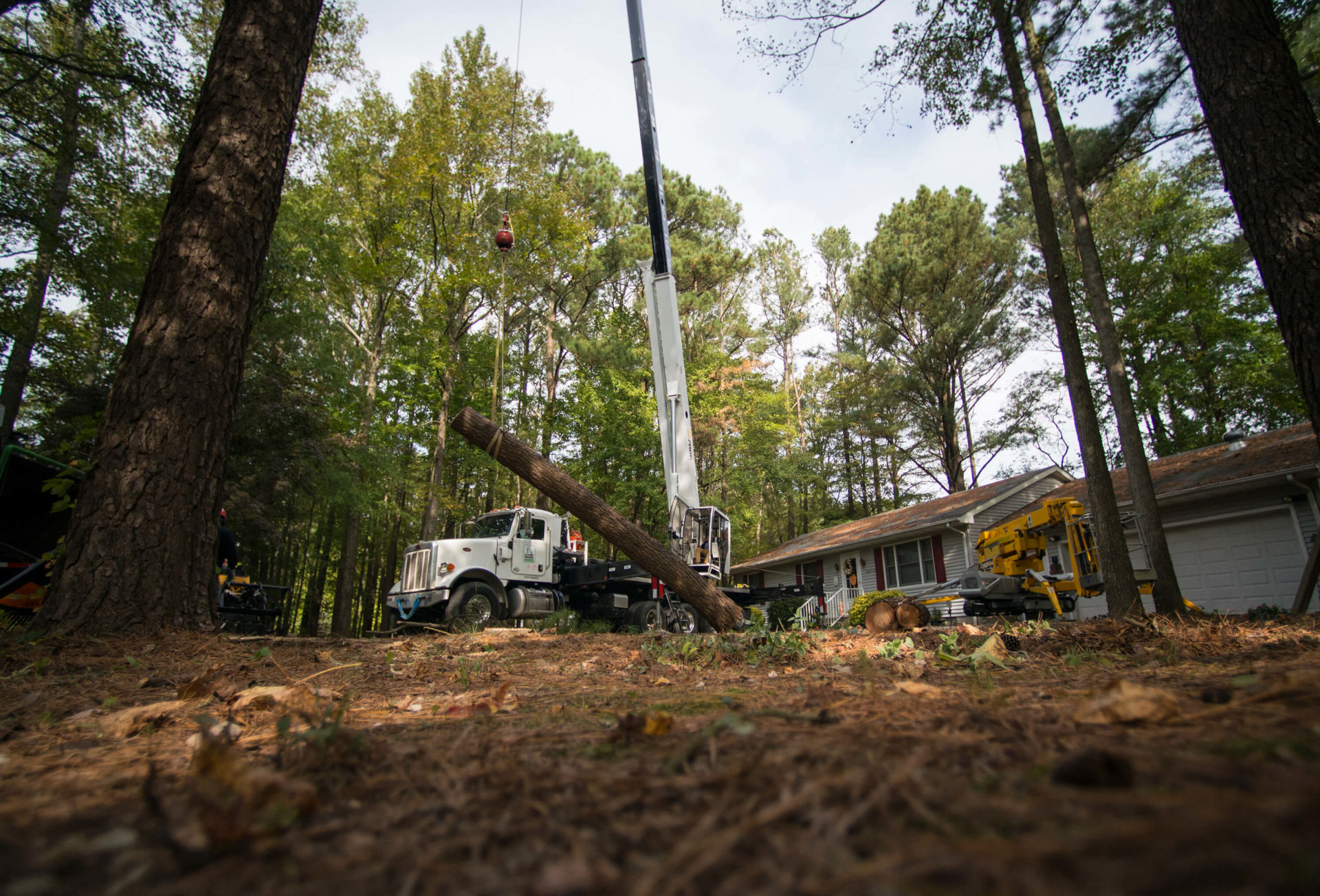 Tree Services in Delaware & Maryland | Sussex Tree Inc.