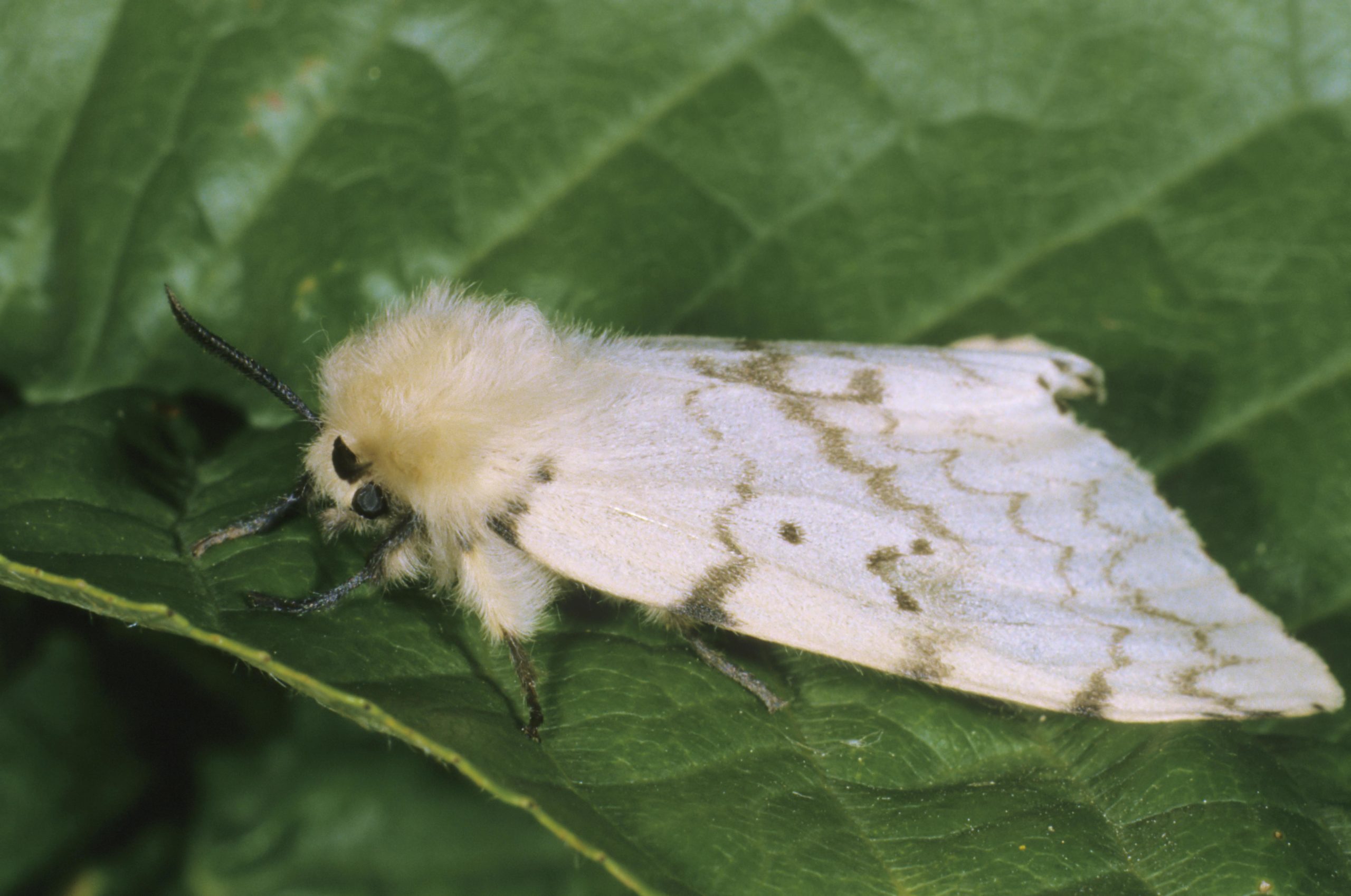 What You Need to Know About the Spongy Moth | Sussex Tree Inc | Spring