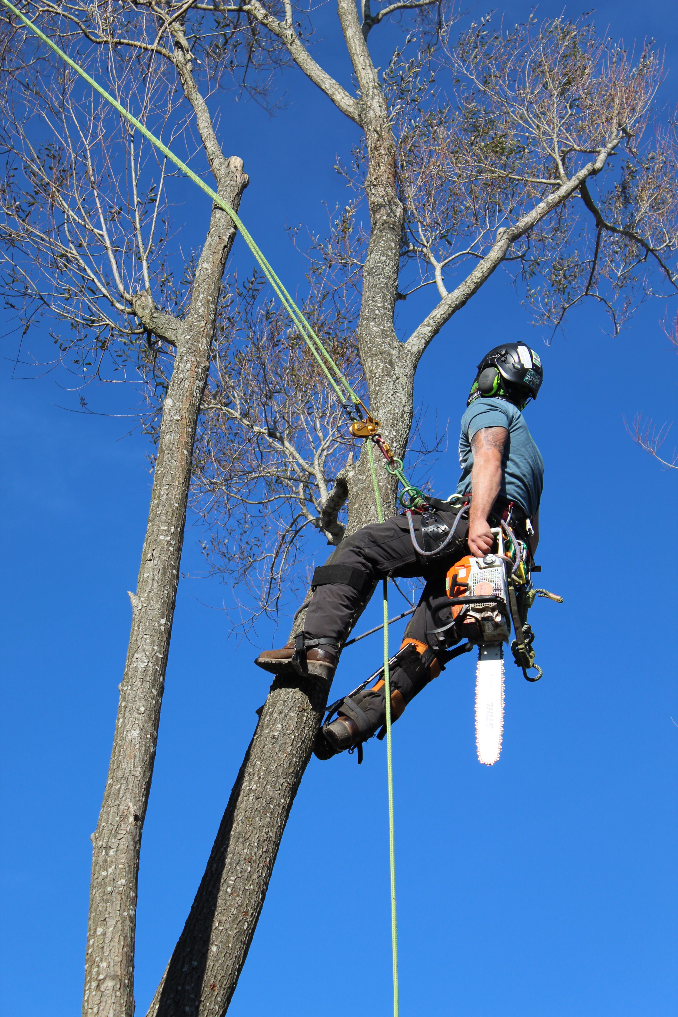 Tree Services in Delaware & Maryland | Sussex Tree Inc.